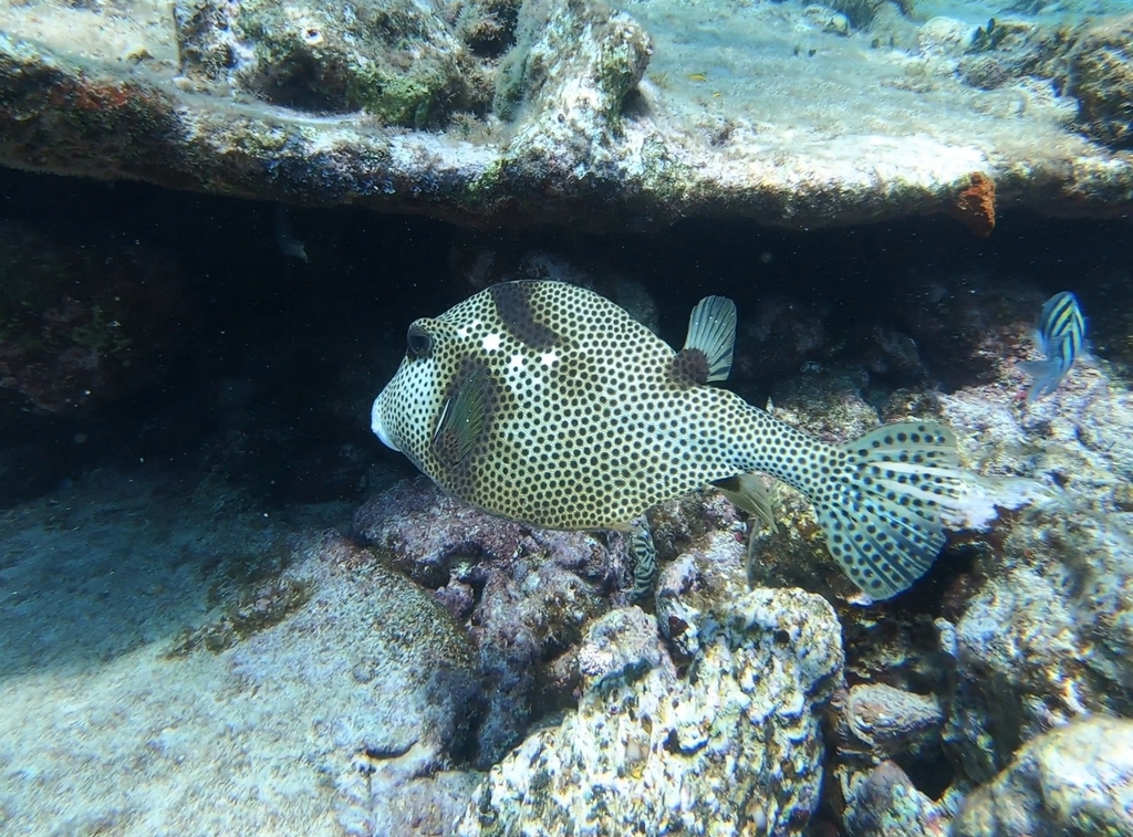 Spotted Trunkfish from Isla de Lobos on August 7, 2022 at 09:48 AM by ...