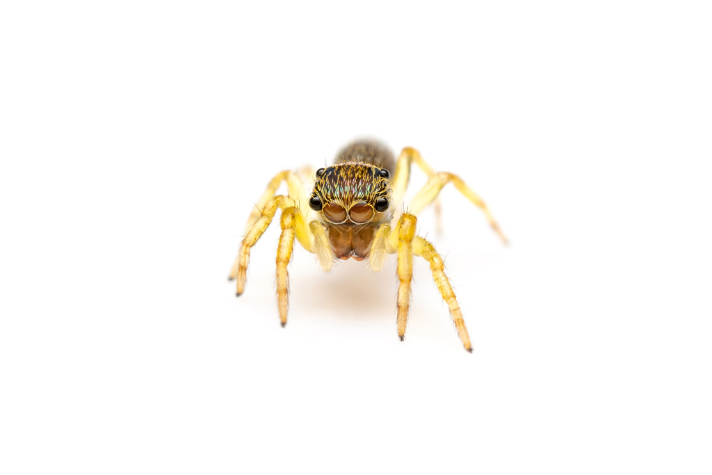 Jumping Spiders from Cali, Valle del Cauca, Colombia on June 22, 2022 ...
