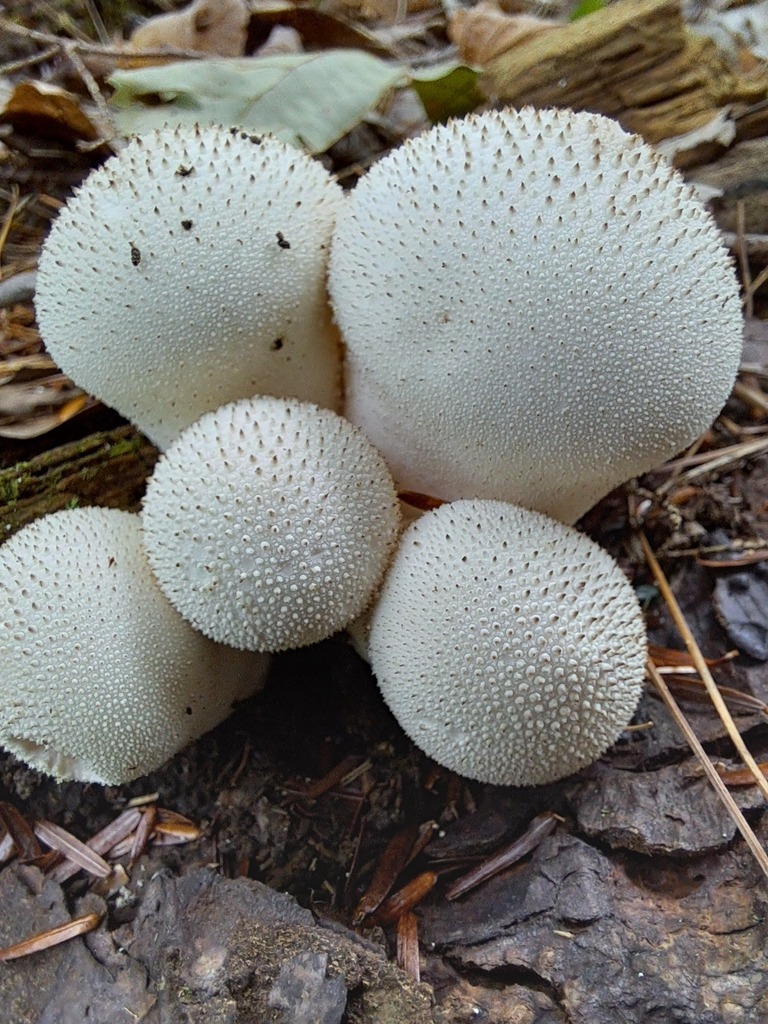 common puffball from Gananoque, ON, Canada on September 05, 2022 at 02: ...
