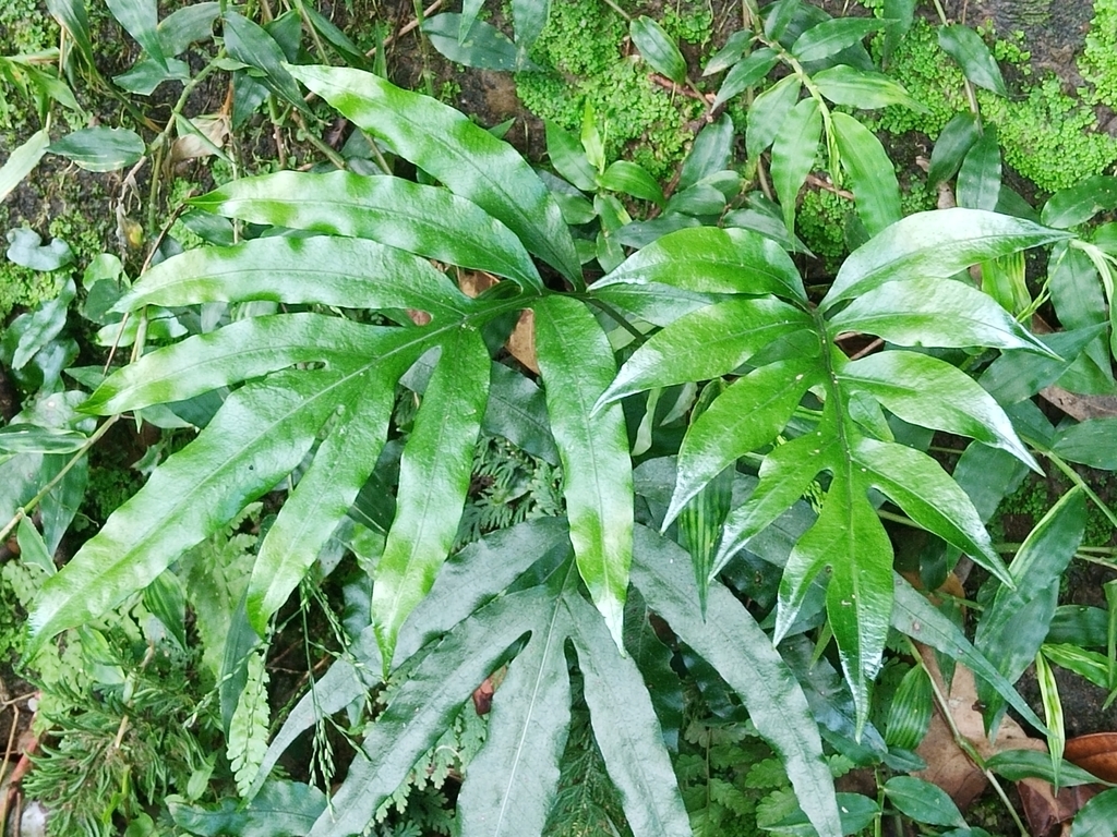 Leptochilus ellipticus from 646台灣雲林縣古坑鄉646 on September 6, 2022 at 09: ...