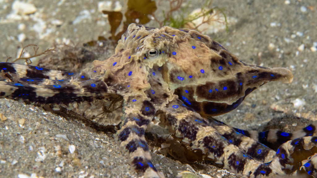 Lesser Blue-ringed Octopus from 2900 Point Nepean Rd, Blairgowrie VIC ...