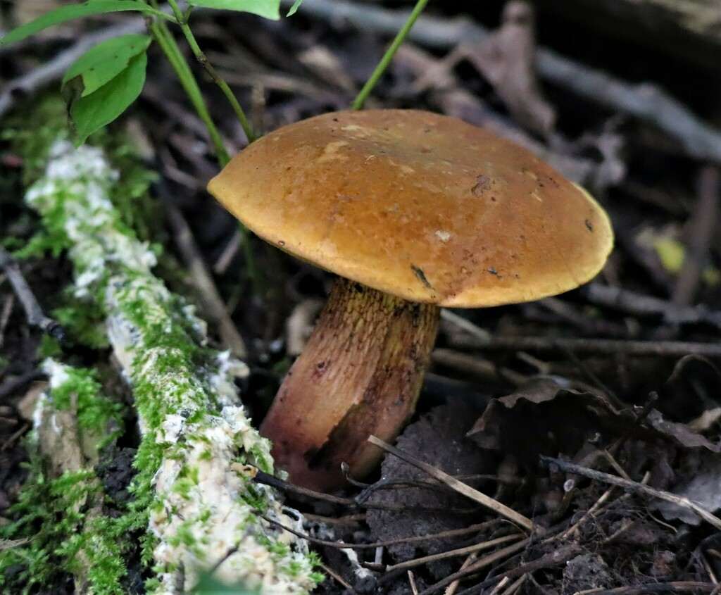 Red-mouth Bolete from Belleville, ON, Canada on September 05, 2022 at ...