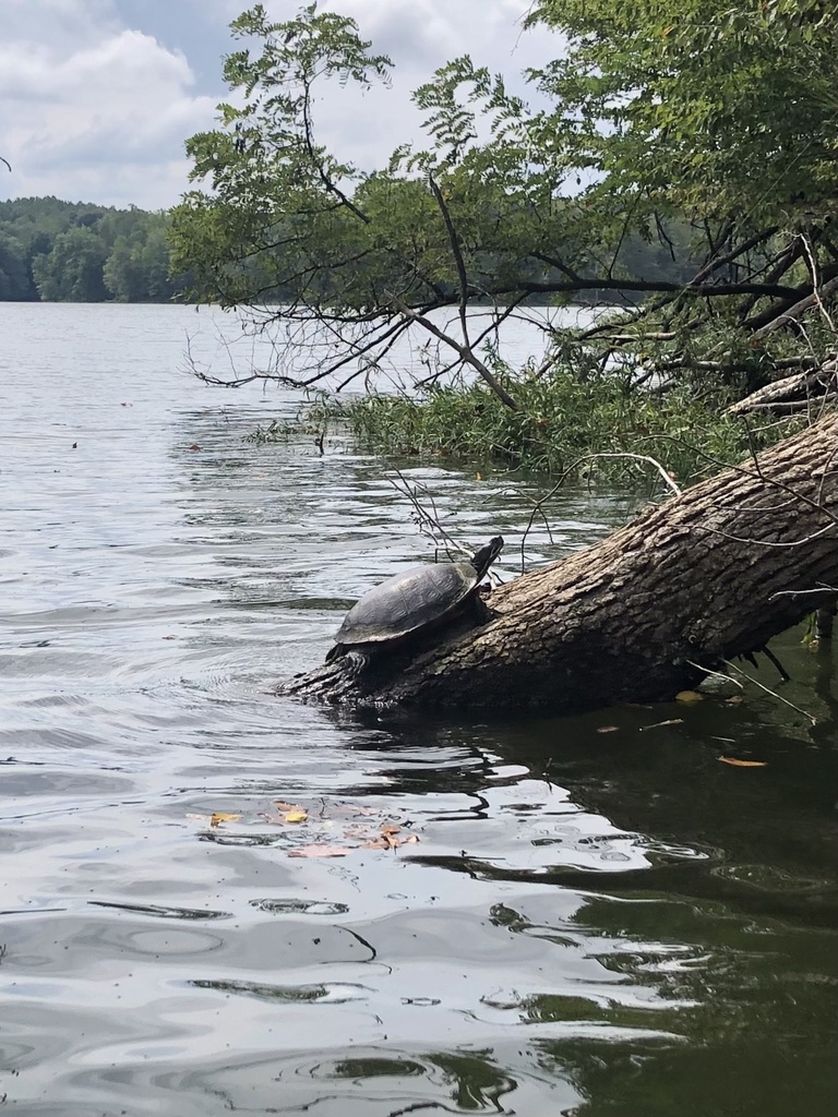 Northern Red-bellied Cooter from Occoquan Reservoir, Fairfax Station ...