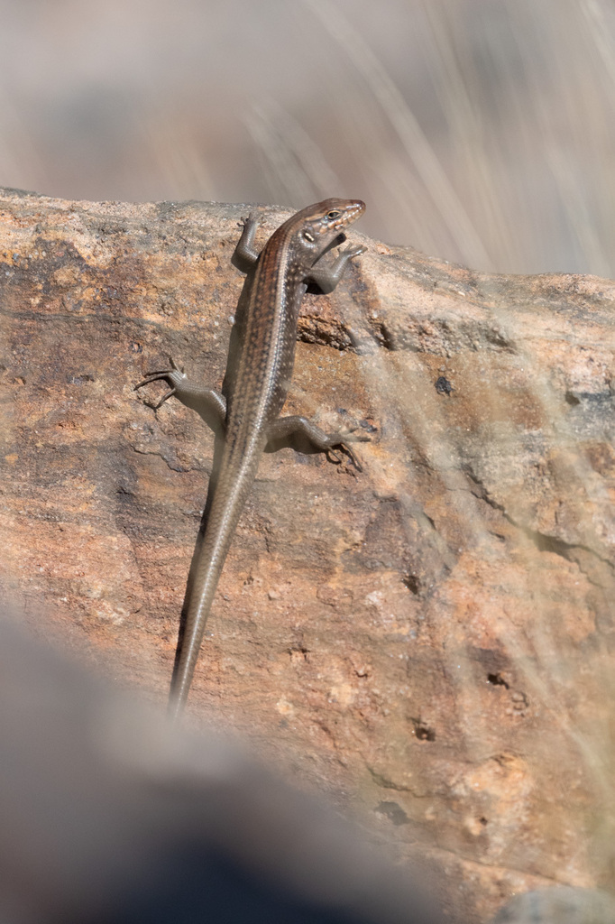 Flinder's Ranges Rock-skink from Flinders Ranges SA 5434, Australia on ...