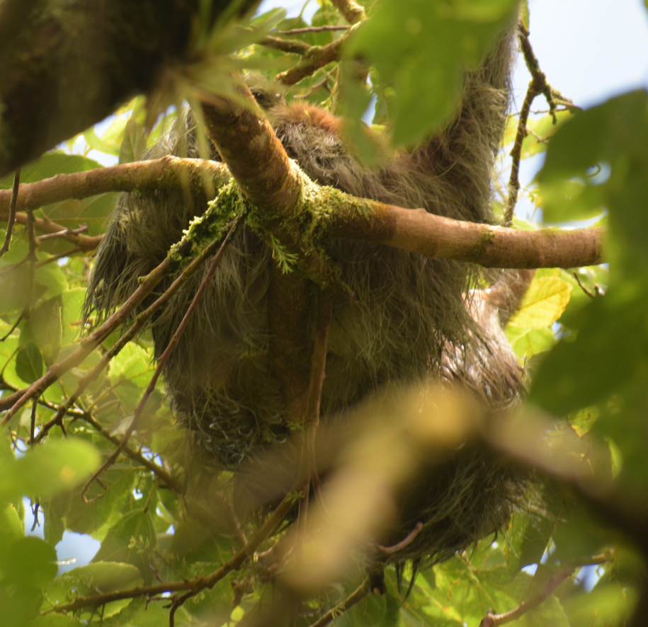 Hoffmann's Two-toed Sloth from Santa Ana, Nicaragua on August 7, 2022 ...