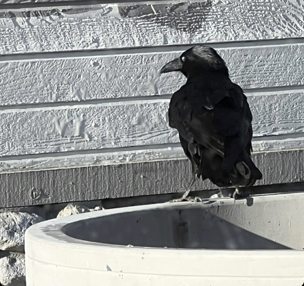 Common Raven from San Bernardino National Forest, Phelan, CA, US on ...