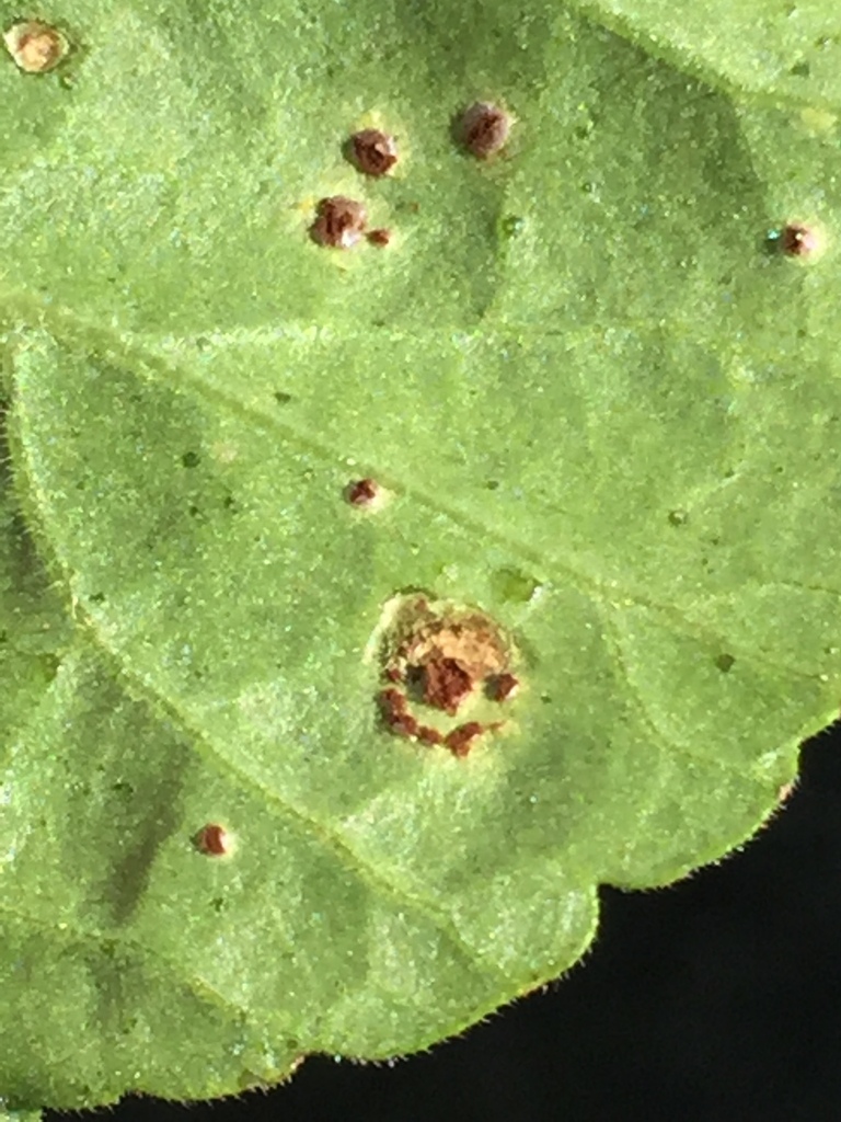 Geranium Rust from Auckland, New Zealand on September 06, 2022 at 12:35 ...