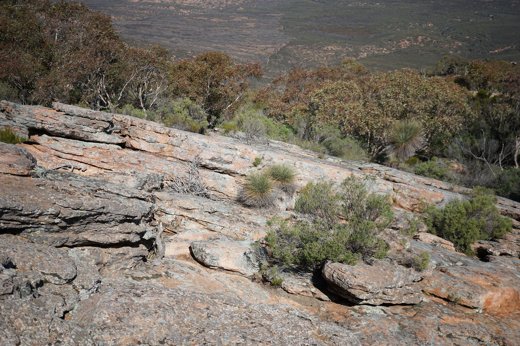 Yacka from Flinders Ranges, Unincorp. Flinders Ranges, South Australia ...