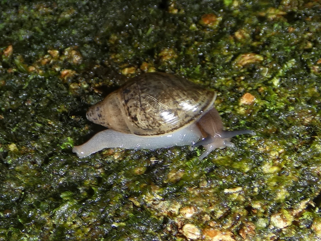 wolf snails from Anton Valley, Panama on September 05, 2022 at 07:50 PM ...