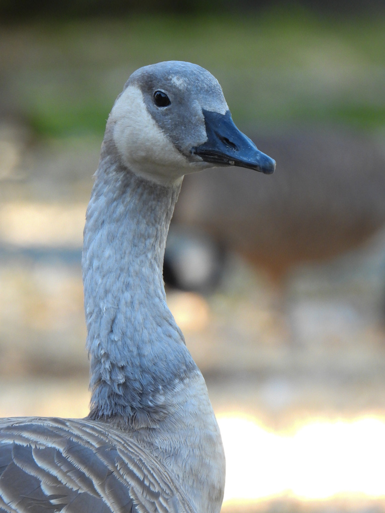 Canada Goose from School Ln, Chilliwack, BC, CA on September 05, 2022 ...