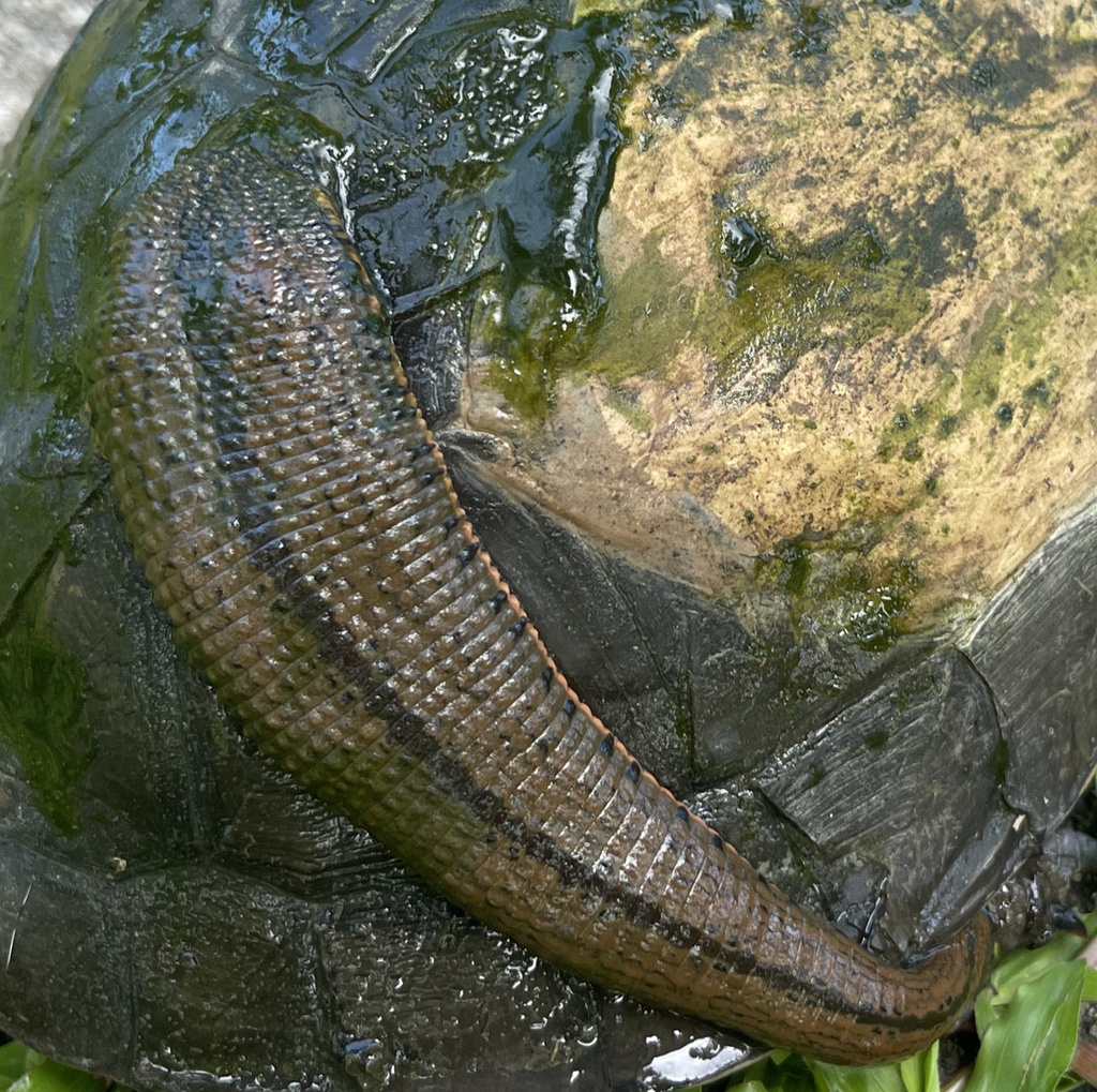 Asian buffalo leech from Lumphini Park, Bangkok, Bangkok, TH on ...