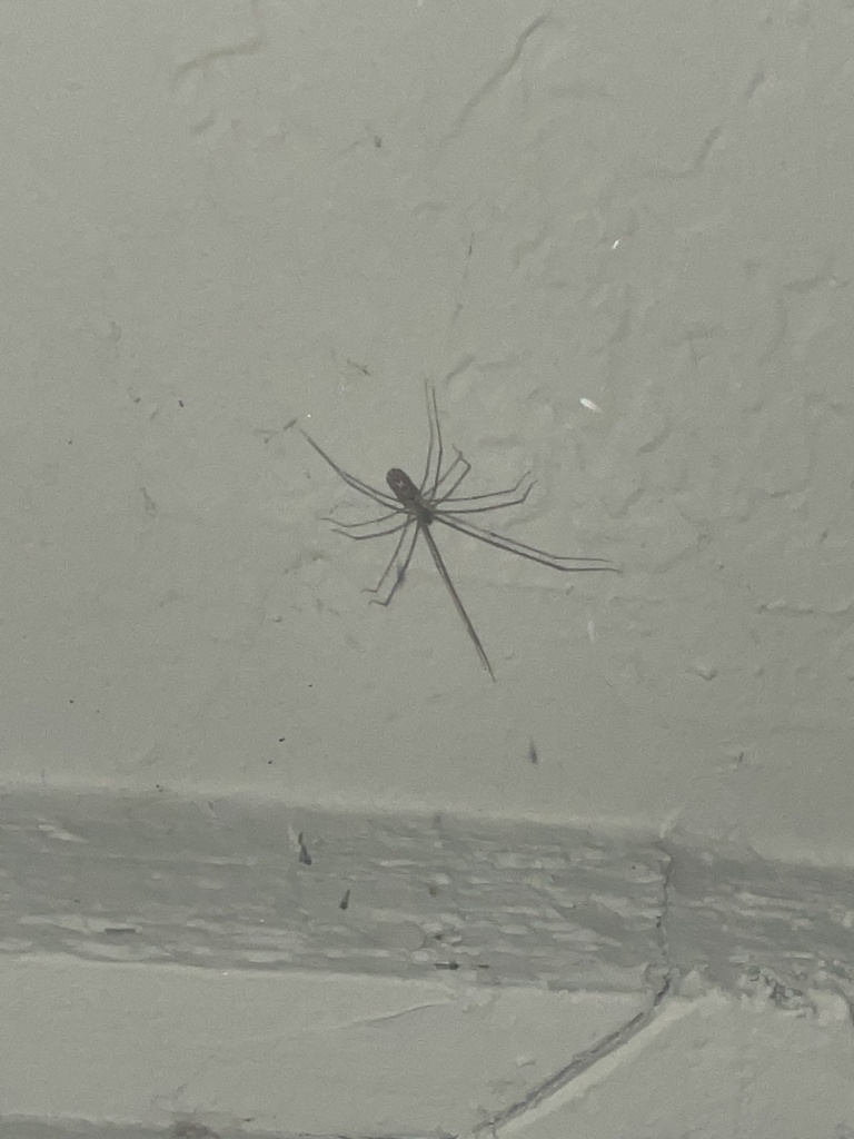 Giant Daddy-long-legs Spider from E Fort Lowell Rd, Tucson, AZ, US on ...