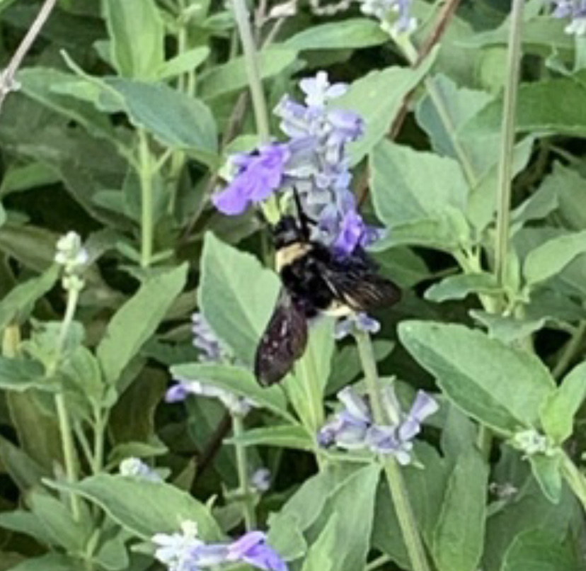 Bumble Bees from Pavilion Way, Woodway, TX, US on August 28, 2022 at 06 ...