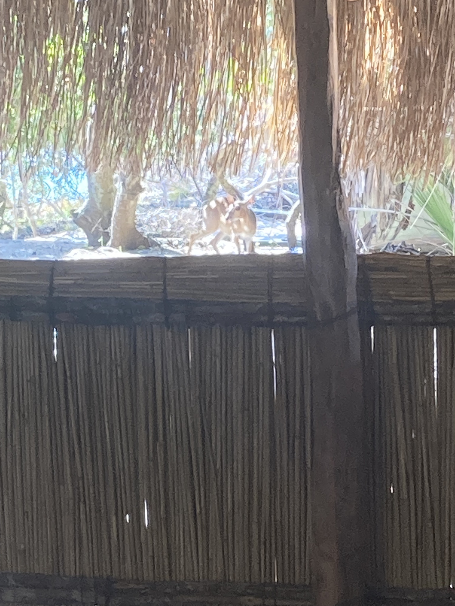 Neotragus moschatus (Von Dueben, 1846)