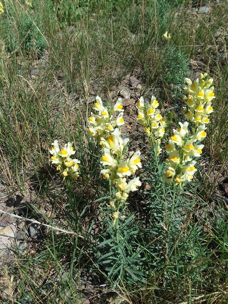 common toadflax from San Juan County, CO, USA on August 7, 2018 at 10: ...