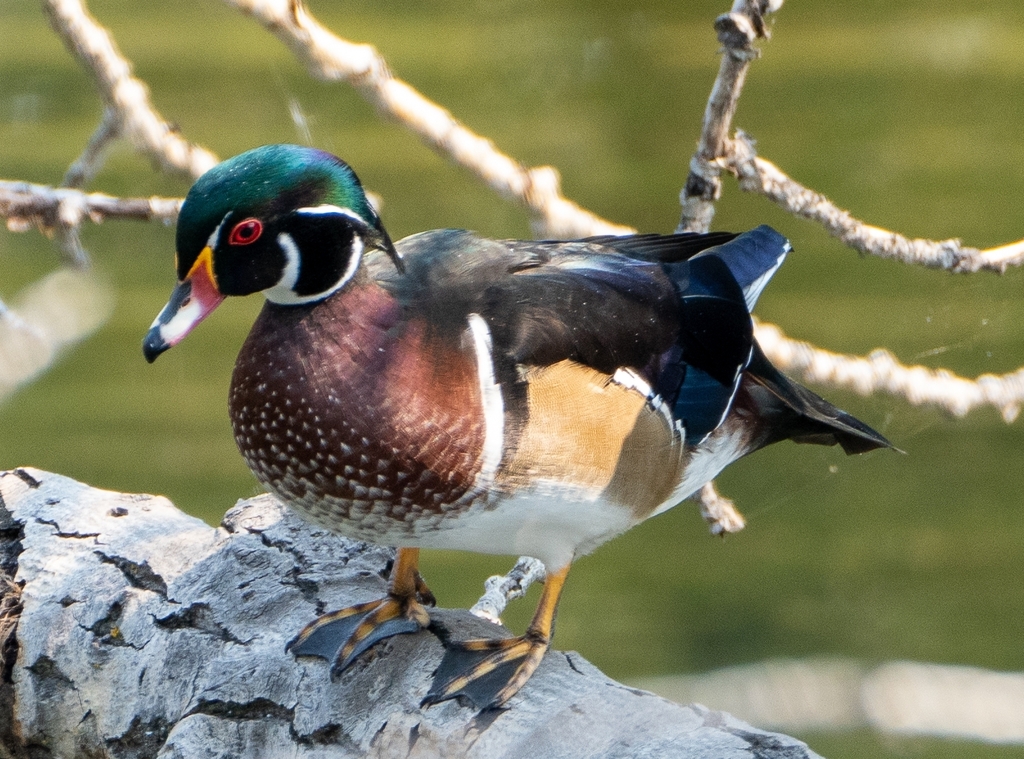 Wood Duck from Calgary, AB T2G 4T4, Canada on September 04, 2022 by ...