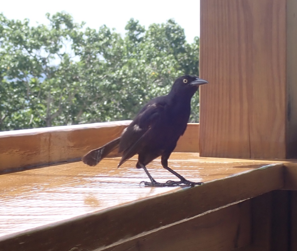 Greater Antillean Grackle from North Atlantic Ocean, Puerto Rico, US on ...