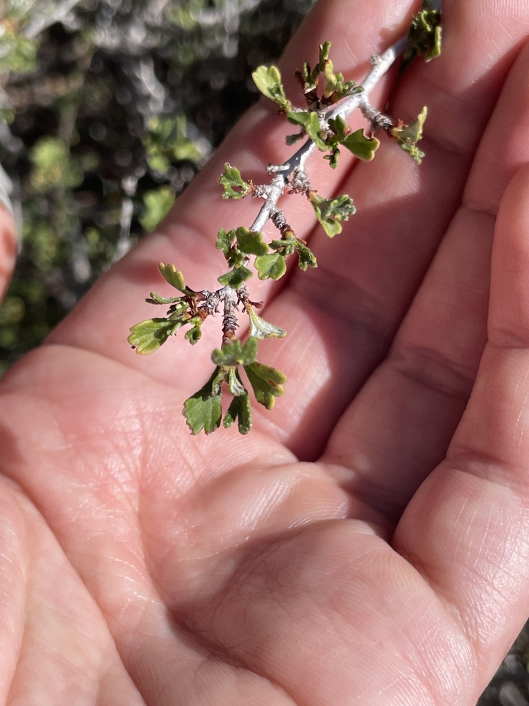 Antelope Bitterbrush from Bryce Canyon National Park, Cannonville, UT ...