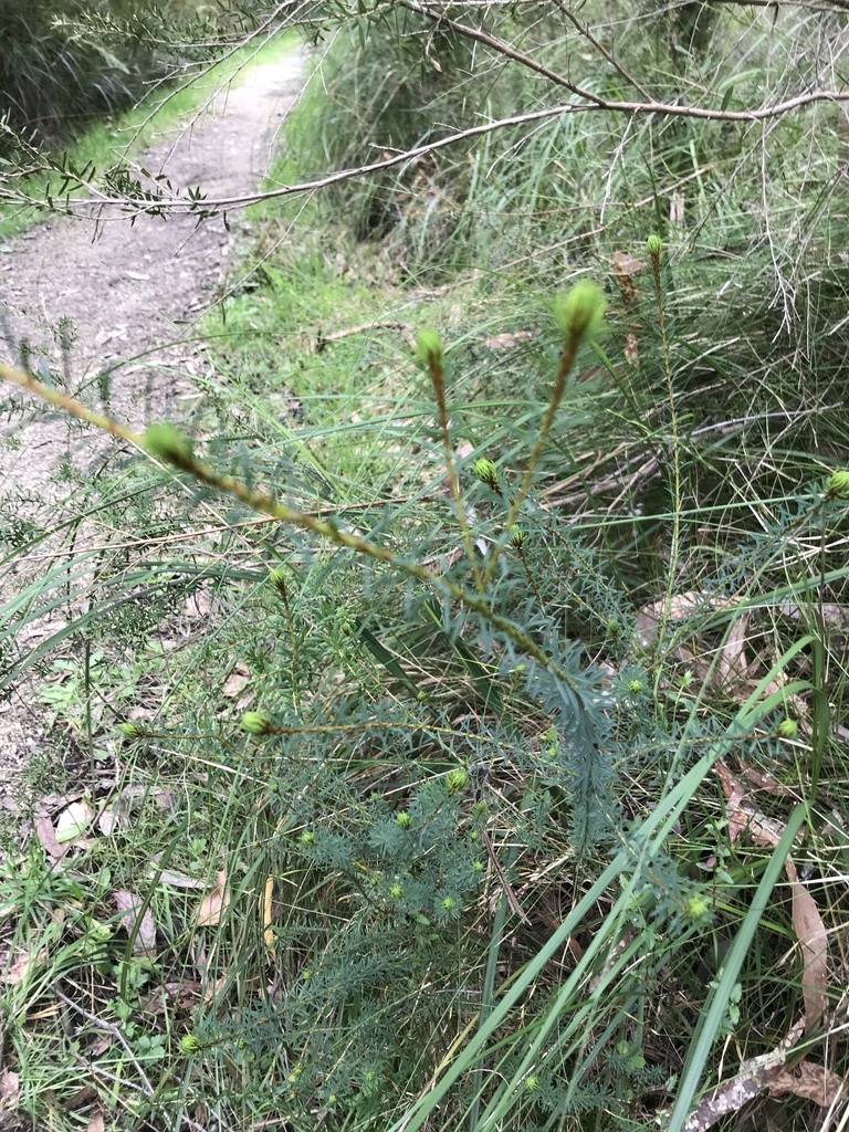 swamp bush-pea from Girrahween Rd, Maryknoll, VIC, AU on September 6 ...