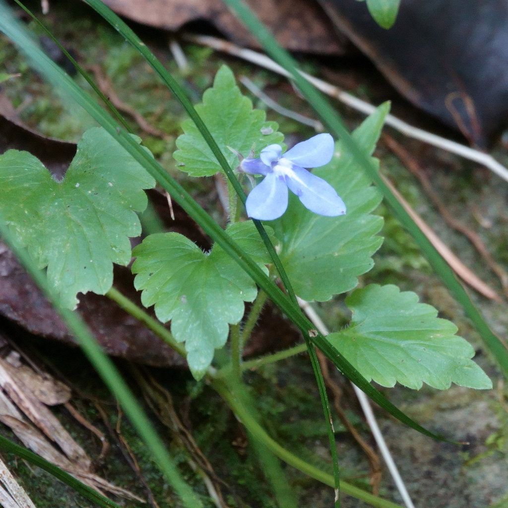 forest lobelia from Carnarvon Park QLD 4722, Australia on June 7, 2022 ...