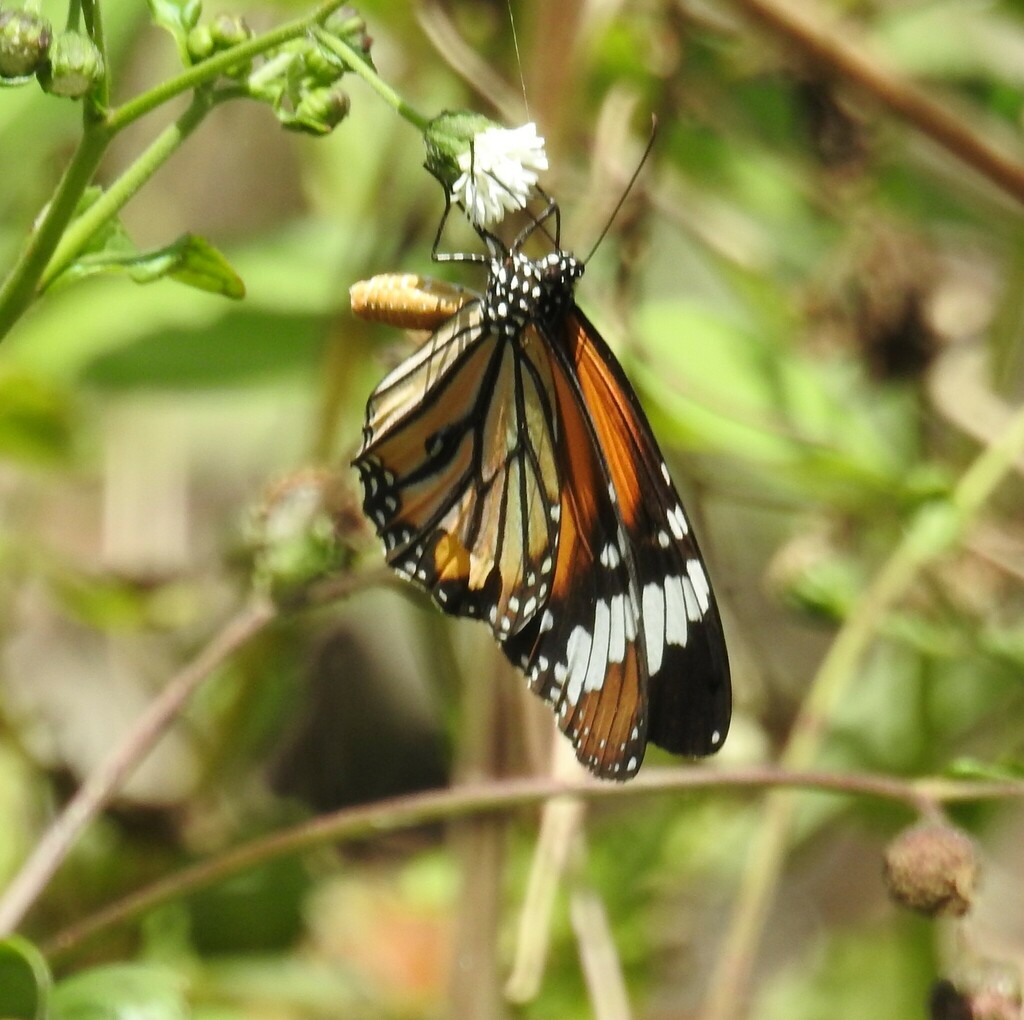 Common Tiger Butterfly from East Sumba Regency, East Nusa Tenggara ...