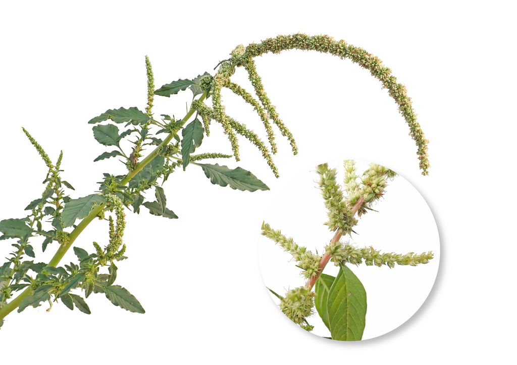 spiny amaranth (Amaranthus spinosus) - Botanical Realm