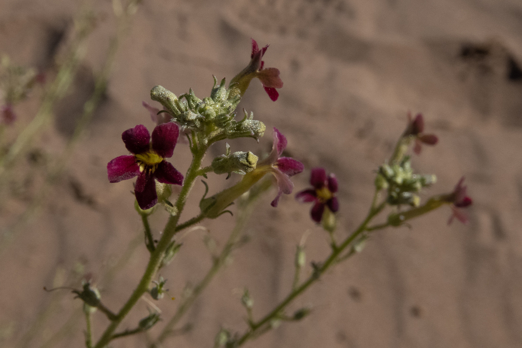 Jamesbrittenia barbata from Fish River Canyon, Namibia on August 16 ...