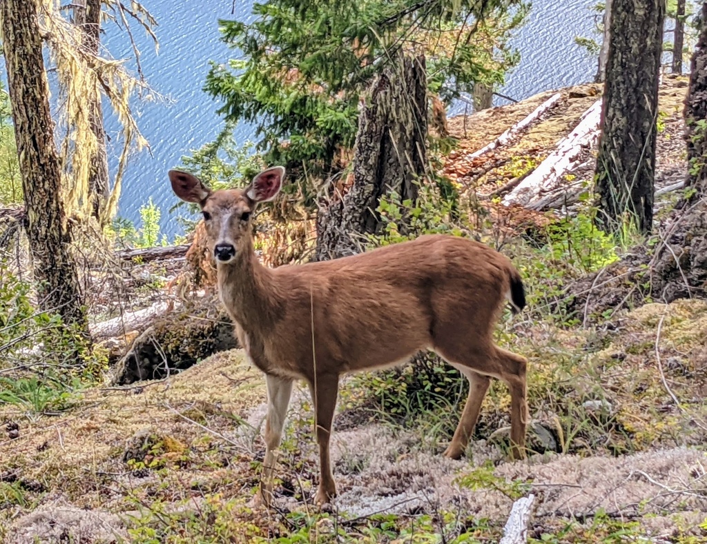 Columbian Black-tailed Deer from Strathcona Provincial Park, Strathcona ...