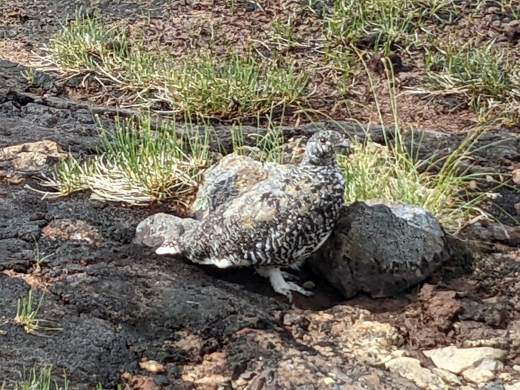Vancouver Island White-tailed Ptarmigan from Strathcona Provincial Park ...