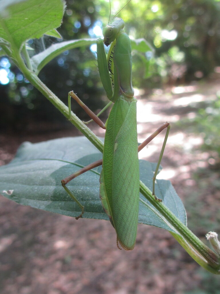 Hierodula patellifera patellifera from 日本、〒140-0003 東京都品川区八潮 on ...