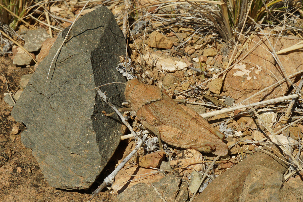 Buforania from Vulkathunha - Gammon Ranges, Unincorp. Flinders Ranges ...
