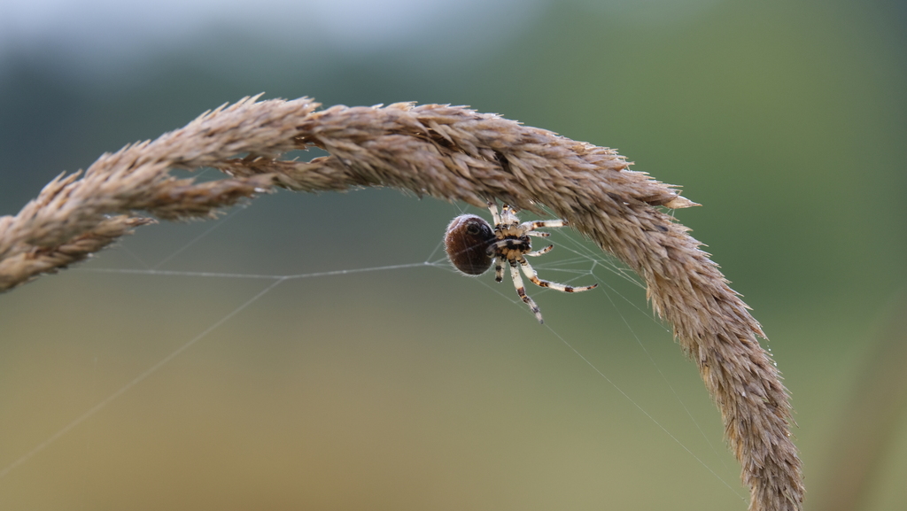 Spiders from Port Coquitlam, BC, Canada on September 05, 2022 at 12:06 ...