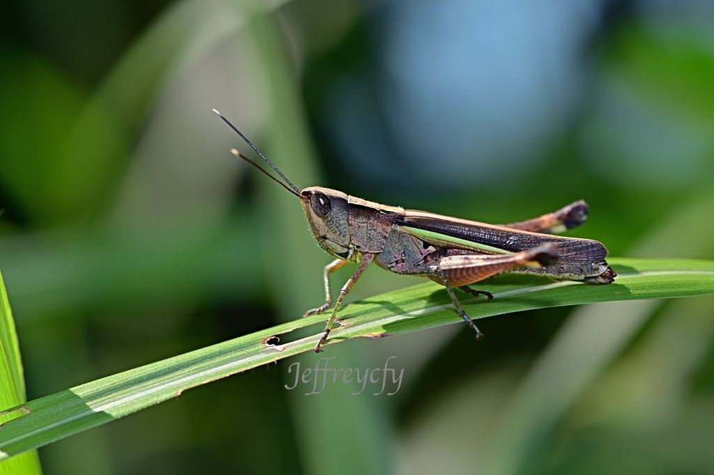 Ceracris fasciata from 香港 on September 06, 2022 at 09:48 AM by Jeffrey ...