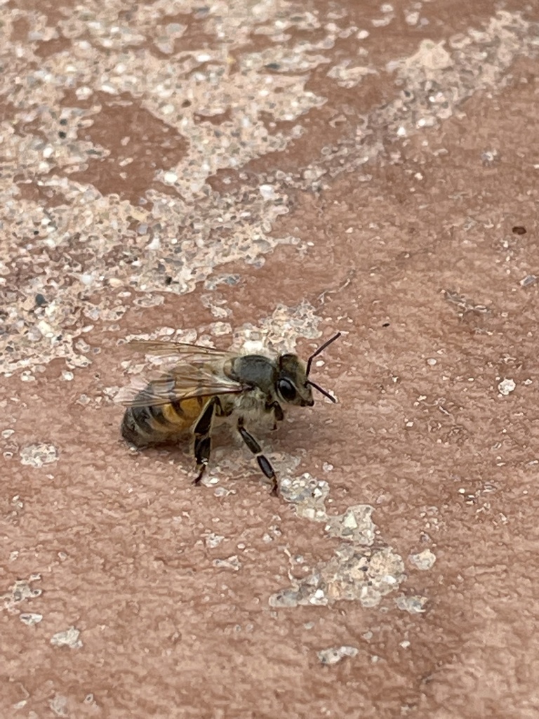 Western Honey Bee from E Chapman Ave, Fullerton, CA, US on September 05 ...