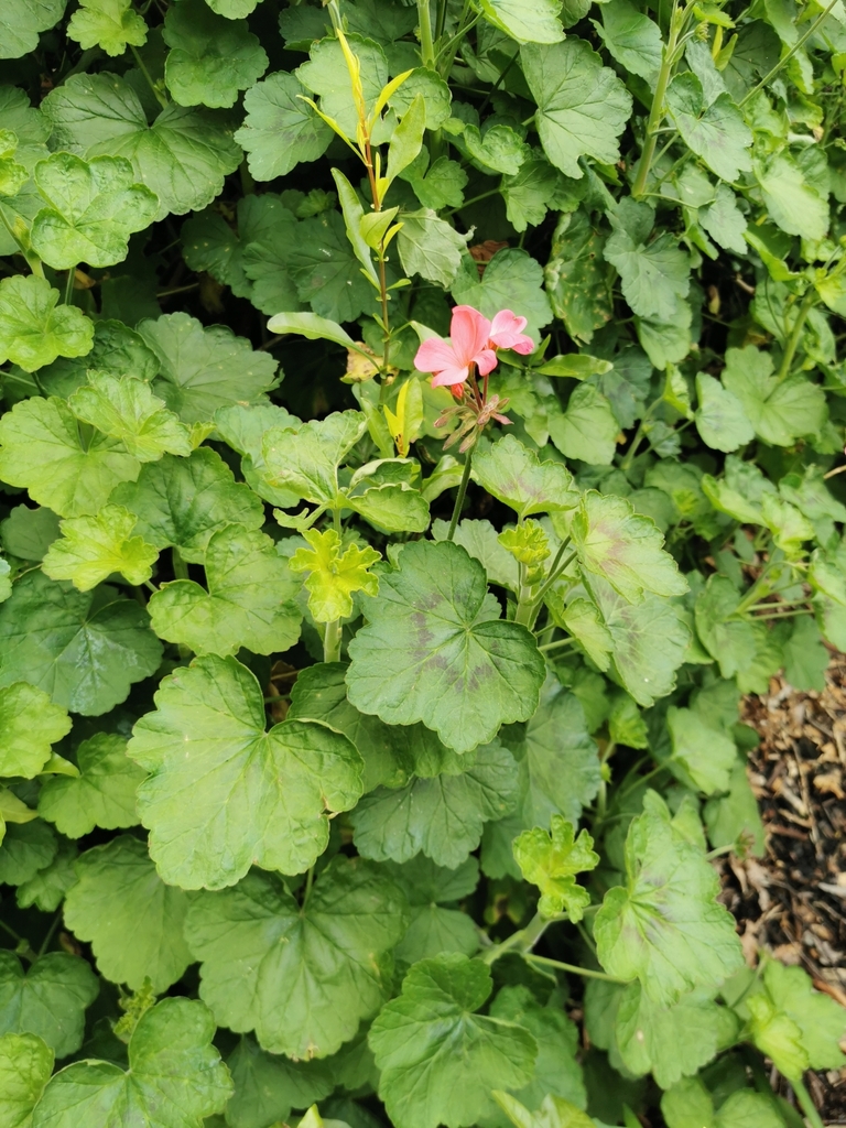 garden geranium from Holy Family PS/Stephensons Rd, Mount Waverley VIC ...