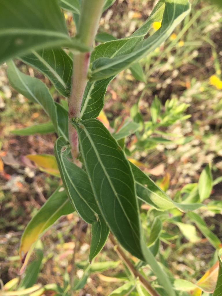 hairy evening primrose (Plants of Highline Lake State Park) · iNaturalist