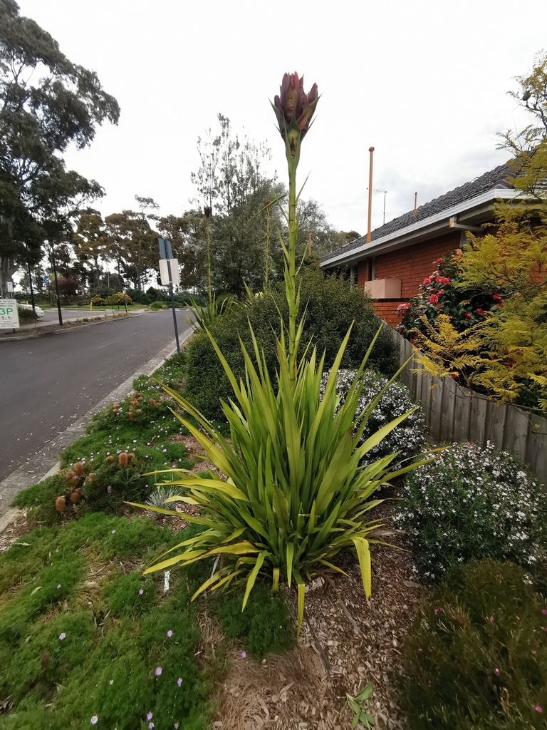spear lily family from Holskamp St/Stephensons Rd, Mount Waverley VIC ...