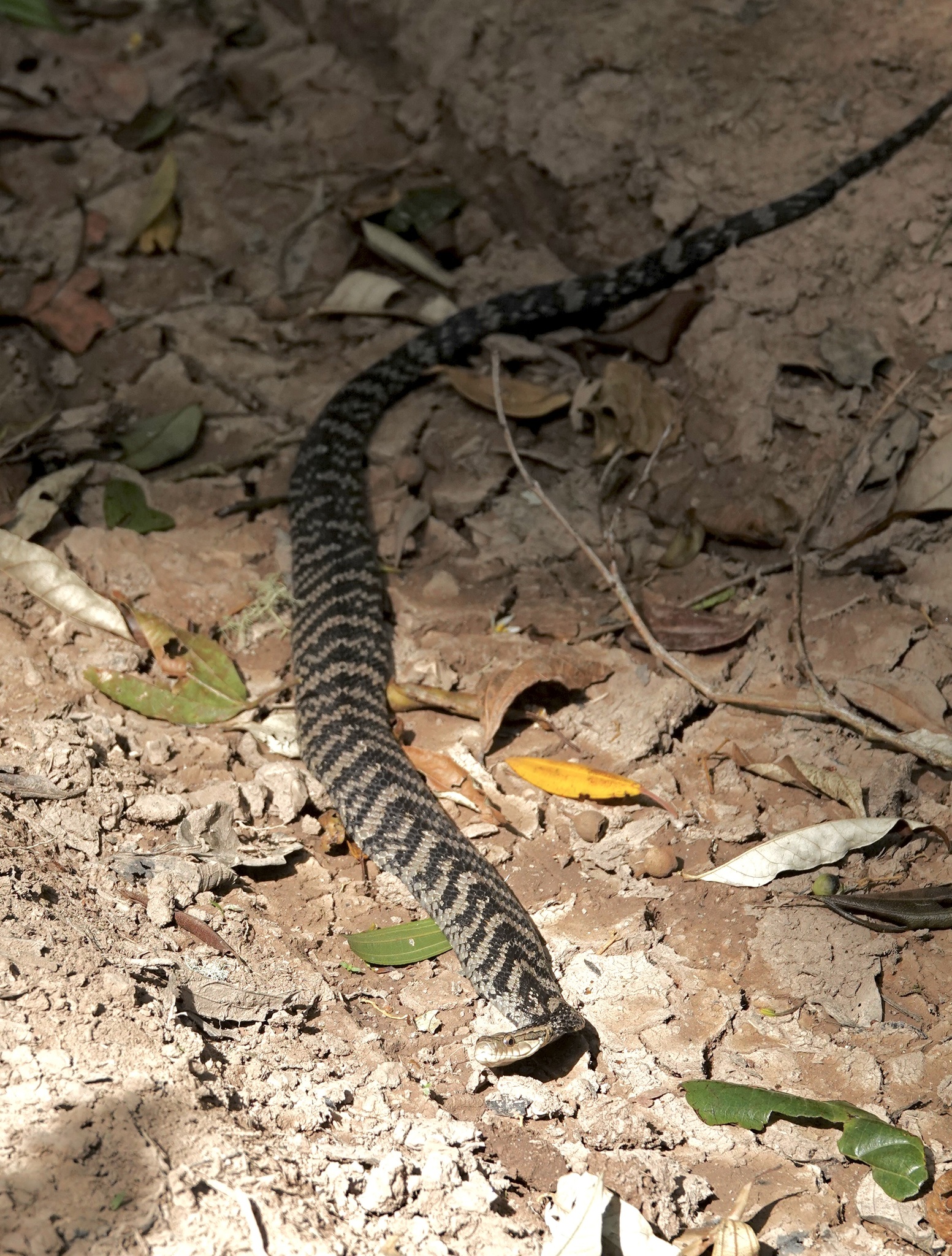 Xenodon neuwiedii Günther, 1863