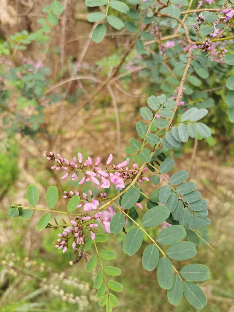 Australian Indigo from Eton St/Stephensons Rd, Mount Waverley VIC 3149 ...