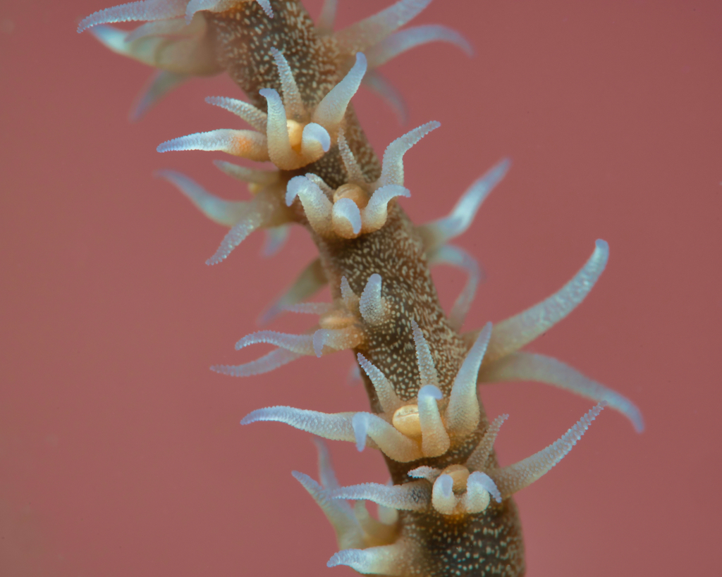 Wire Coral from Haleiwa, HI 96712, USA on September 3, 2022 at 09:42 AM ...