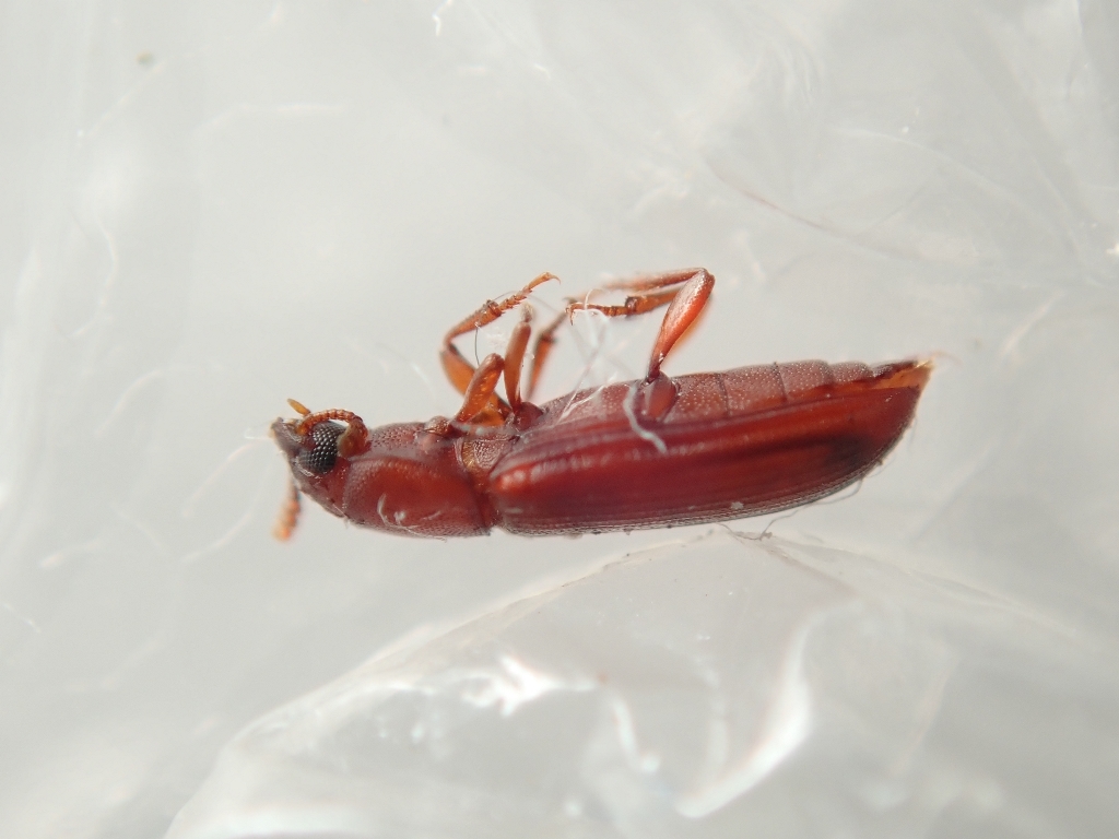 Tribolium castaneum (Herbst, 1797)