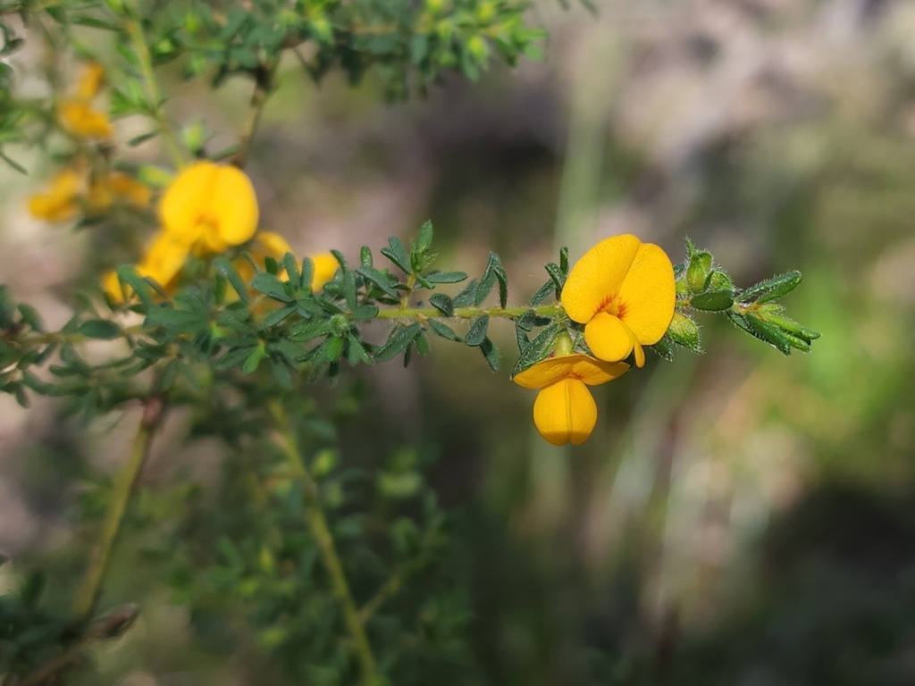 rusty bush-pea from South Nowra NSW 2541, Australia on September 5 ...