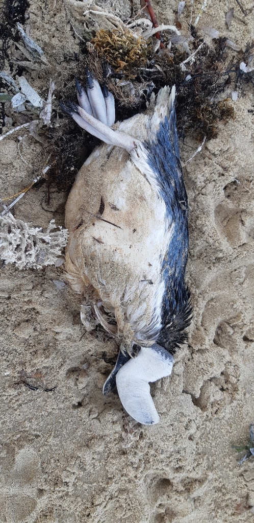 Little Penguin from Merricks VIC 3916, Australia on September 06, 2022 ...