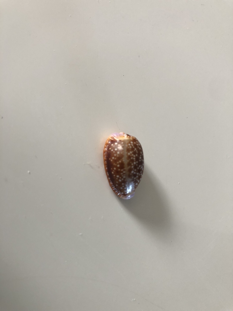 Honey Cowry from La Réunion, Saint-Pierre, RE on September 06, 2022 at ...
