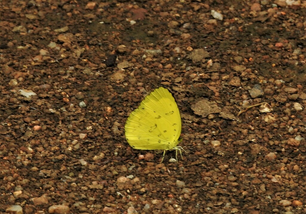 Three-spotted Grass Yellow from Bidadi, H Block, Ramakrishnanagar ...