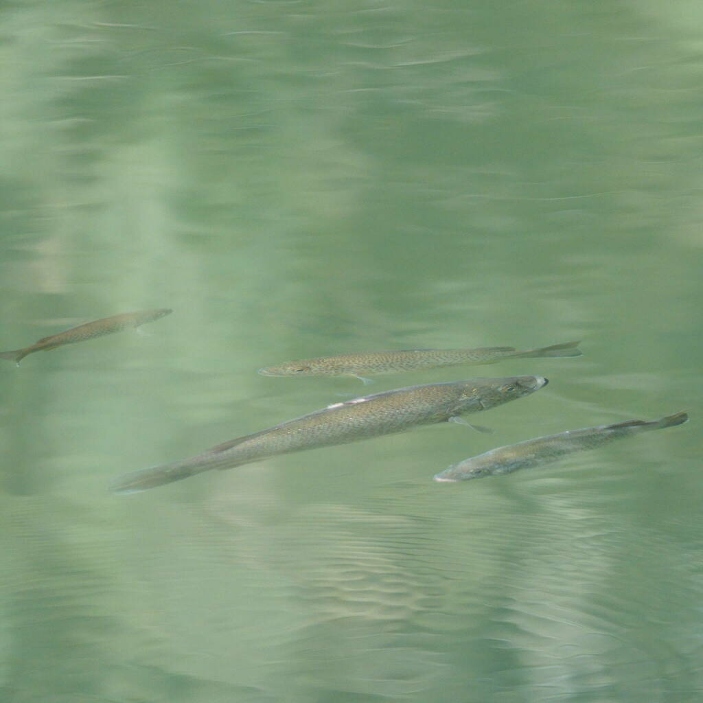 Spangled Perch from Rewan QLD 4702, Australia on June 08, 2022 at 03:36 ...