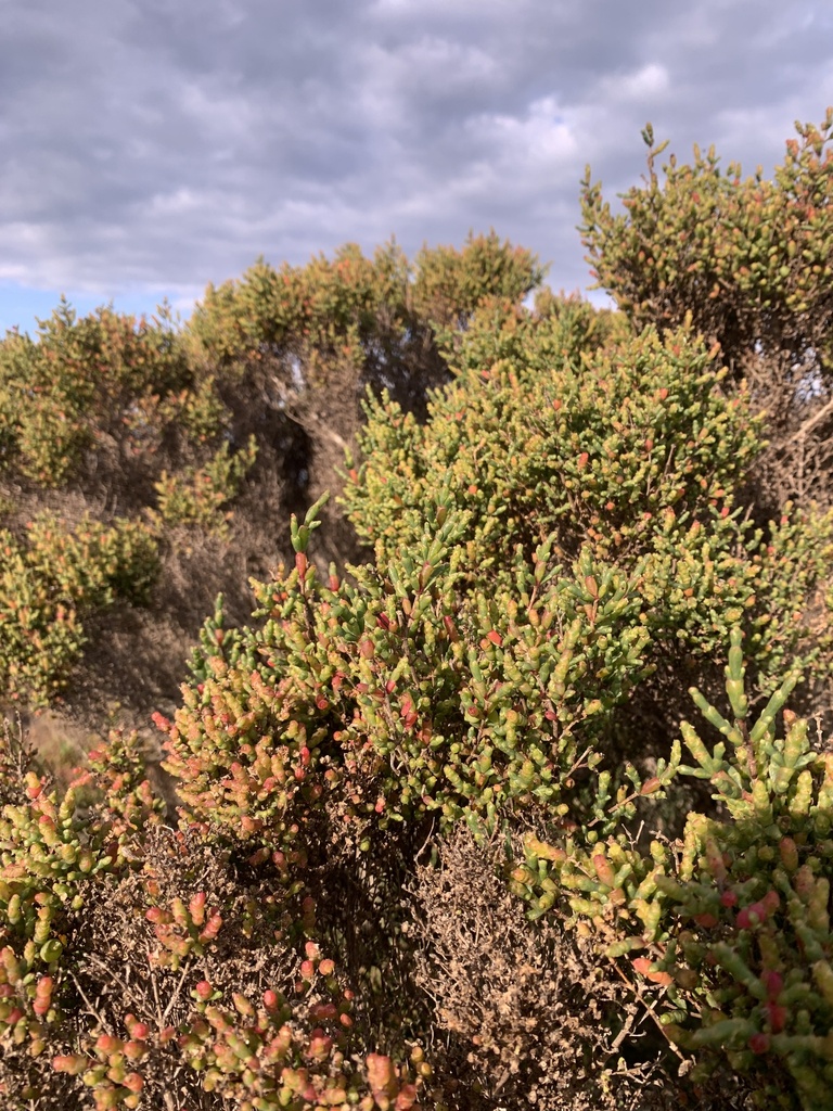 Shrubby Glasswort from Cheetham Wetlands - The Tower, Point Cook, VIC ...