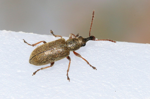 Genus Cimberis · iNaturalist