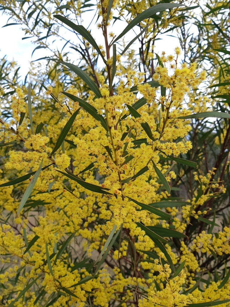 Red Stem Wattle from Jacka ACT 2914, Australia on September 02, 2022 at ...