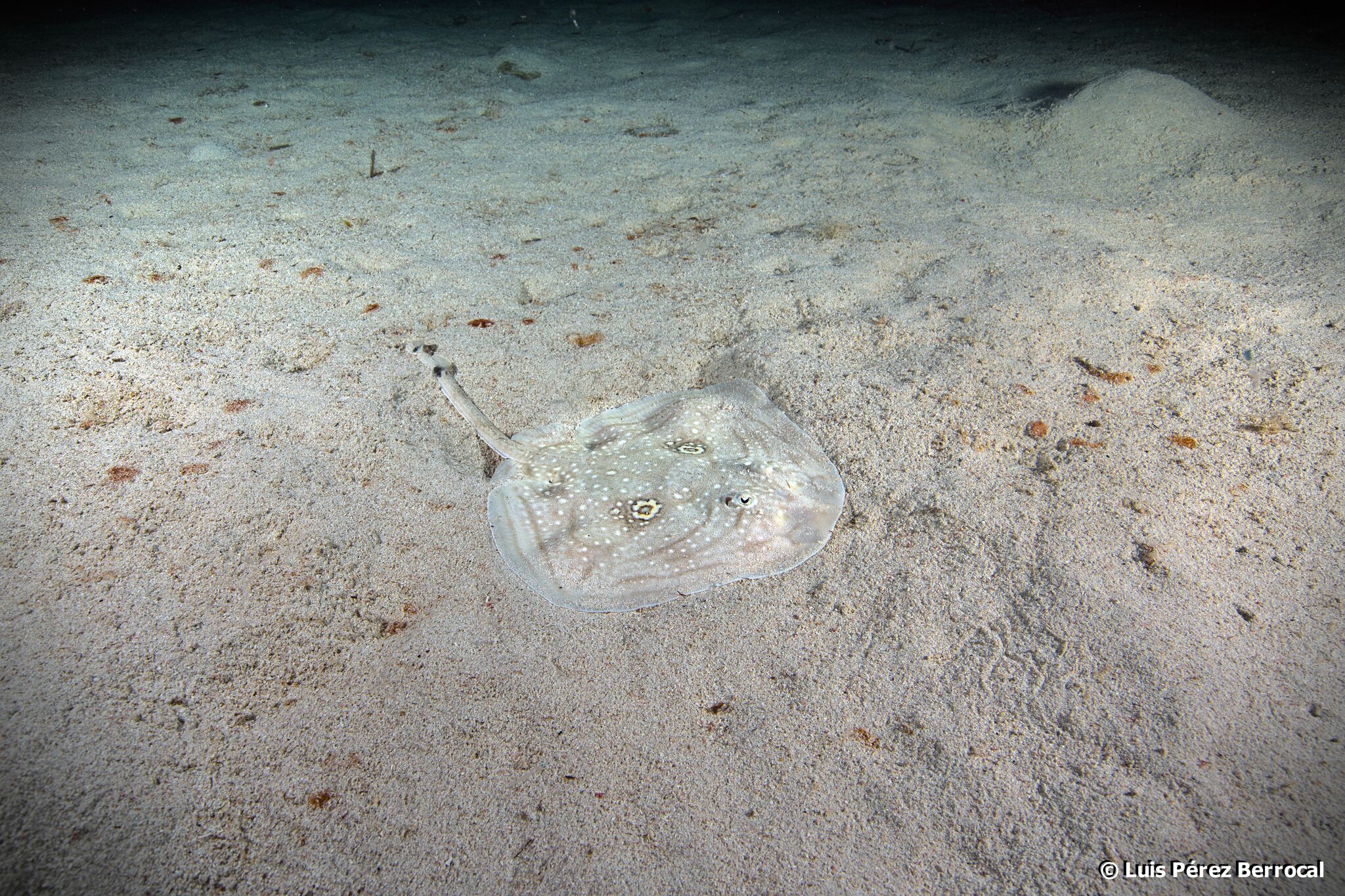 Raja radula Delaroche, 1809